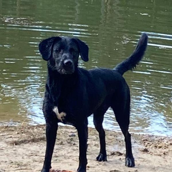 Mix labrador/Friese stabij Sarah uit Groningen zoekt een hondenoppas